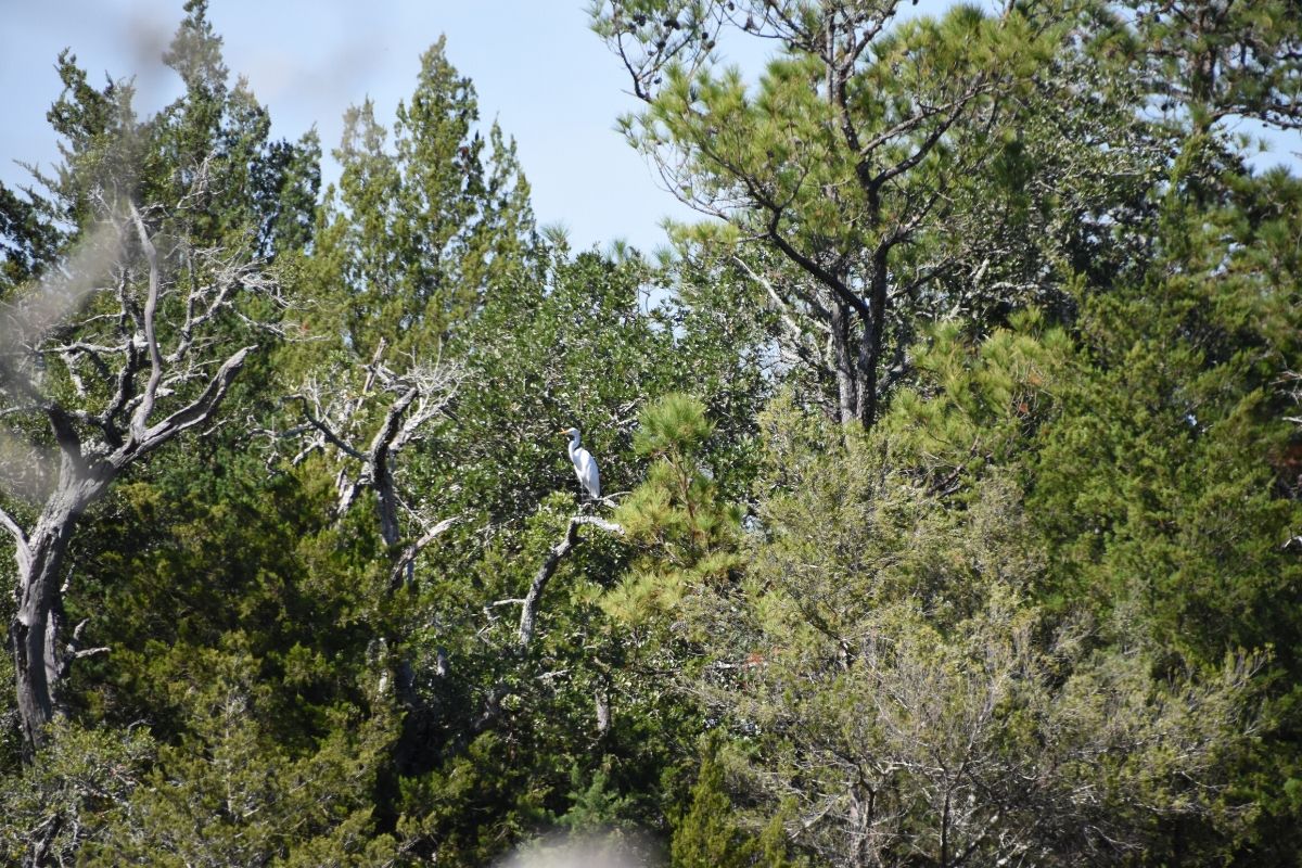 Dream Meanings for Trees - Pamela Cummins