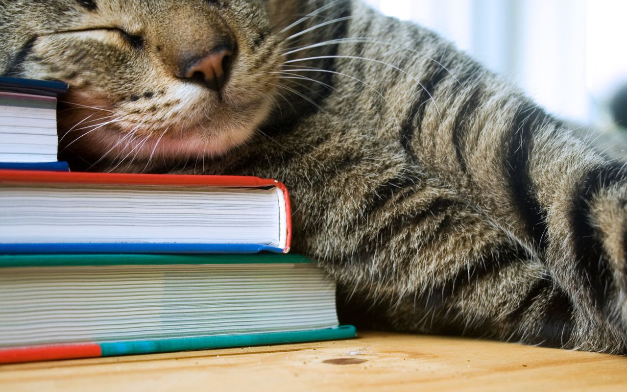 Seven Quotes About Cats Sleeping - Pamela Cummins